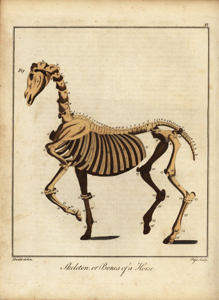Squelette ou os d'un cheval. 1792 | Daniel (after) Dodd
