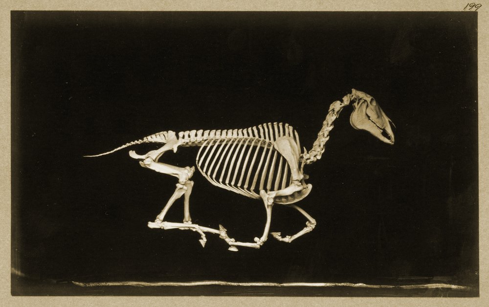 Squelette d'un cheval au galop | Eadweard Muybridge