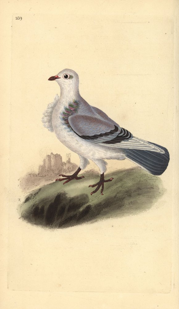 Pigeon turbit, Columba livia domestica var. turbita. Gravure à la main ...