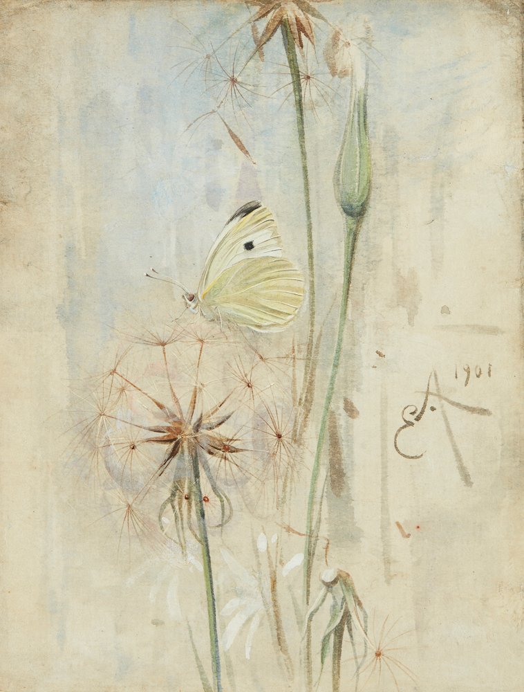 Papillon et chardon | Edwin John Alexander | Estampe d'art