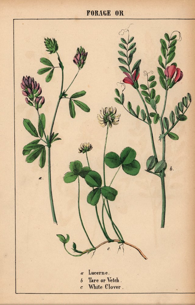 Luzerne, vesce et trèfle blanc, de 'The Instructive Picturebook, or ...