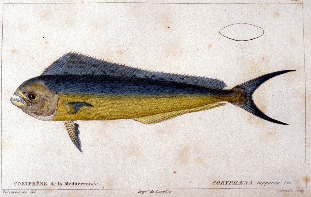 La coryphène de la Méditerranée d'après « Histoire naturelle des ...