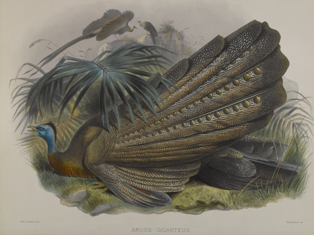 Argus Giganteus: Grand Argus | John Gould | Estampe d'art