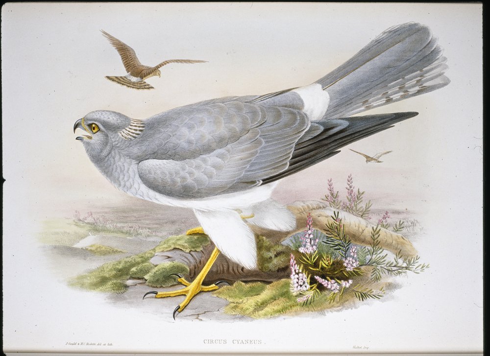 Busard des roseaux | John (after) Gould | Estampe d'art