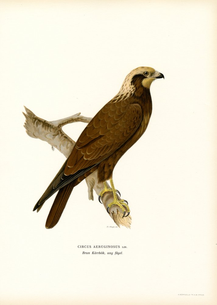 Busard des Roseaux | Estampe d'art