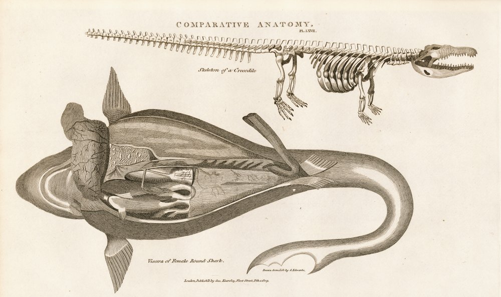 Anatomie du requin et squelette du crocodile