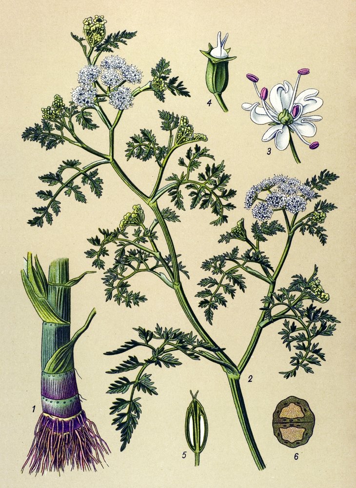 Planche botanique, plante vénéneuse et médicinale : oenanthe aquatique ...