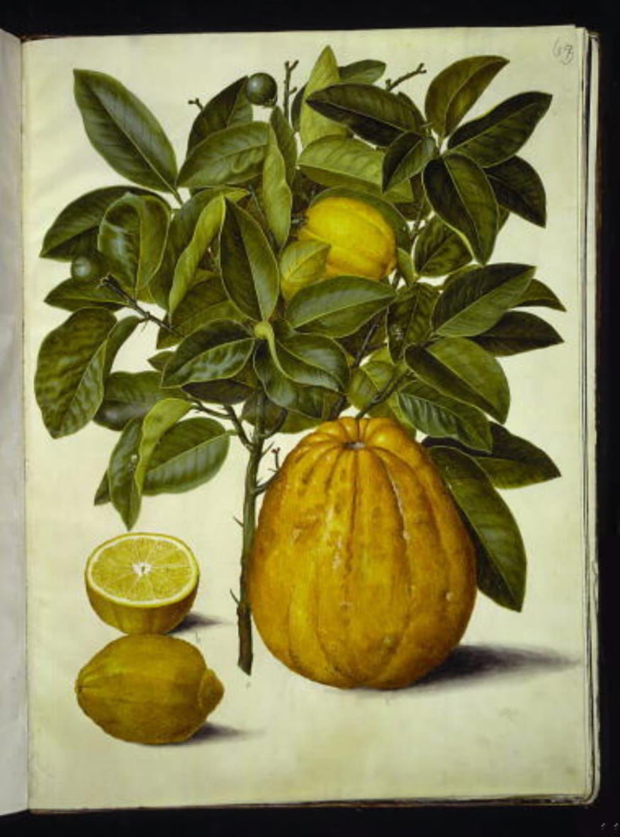 Citrus limon (almindelig citron); Citrus maxima (pompelmus)