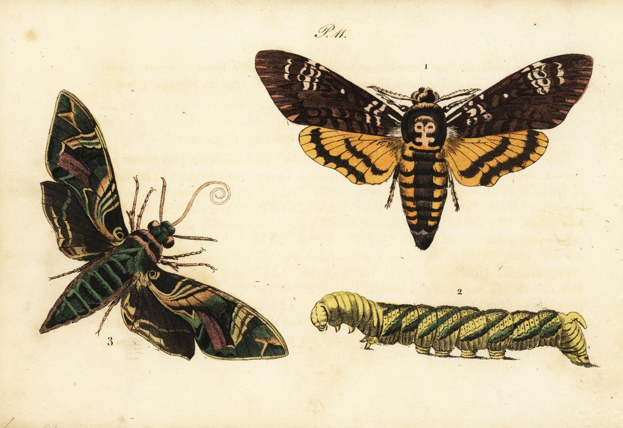 Sphinx tête de mort africain et larve, Acherontia atropos 1,2, et ...