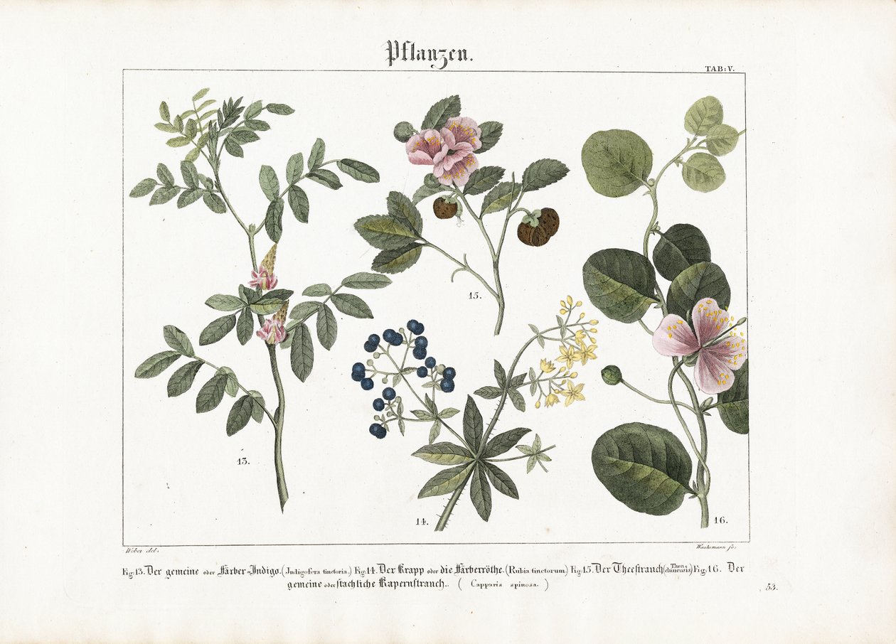 Plantes tinctoriales et buisson de câpres | Estampe d'art