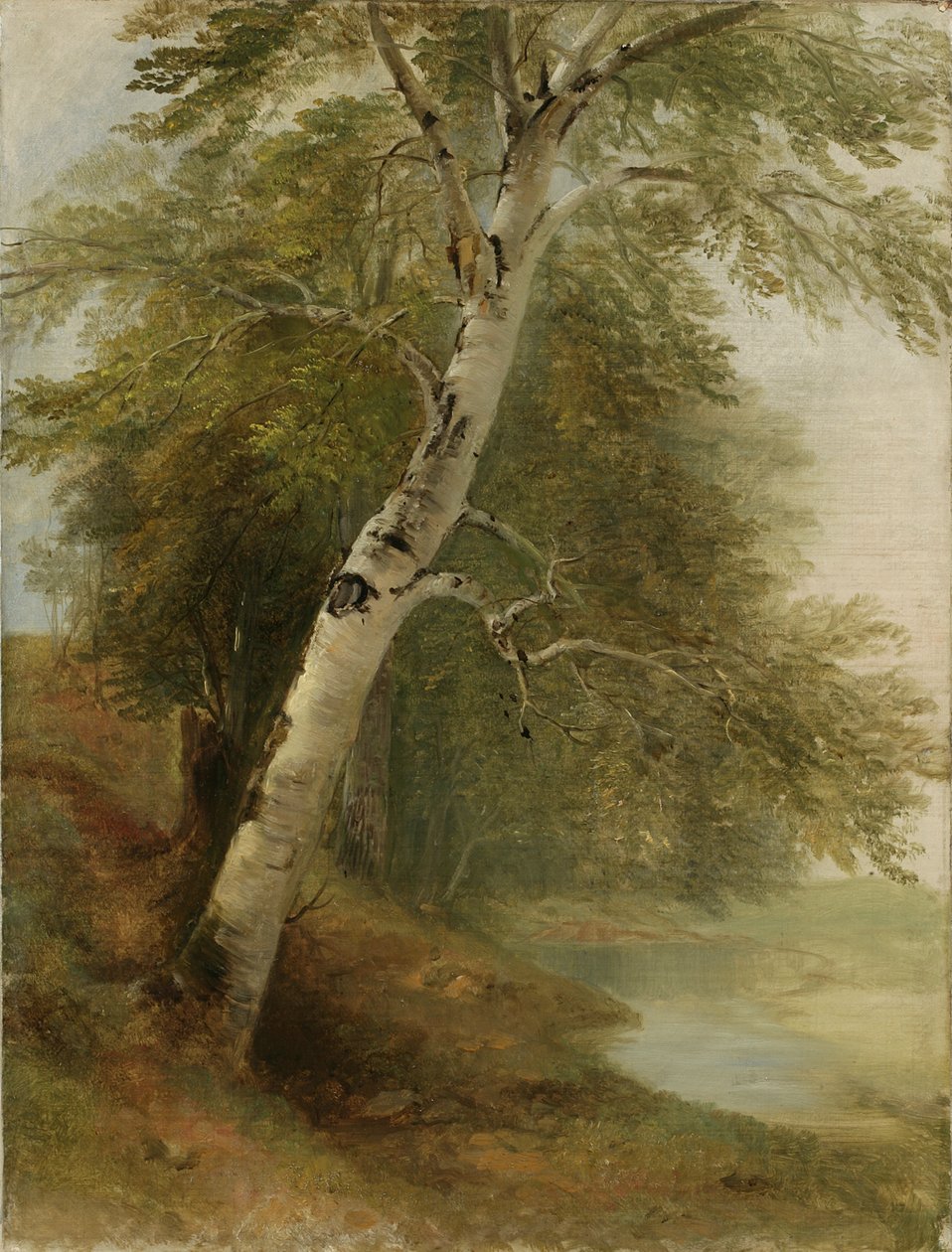 Étude de la nature : un bouleau, 1860 | Asher Brown Durand