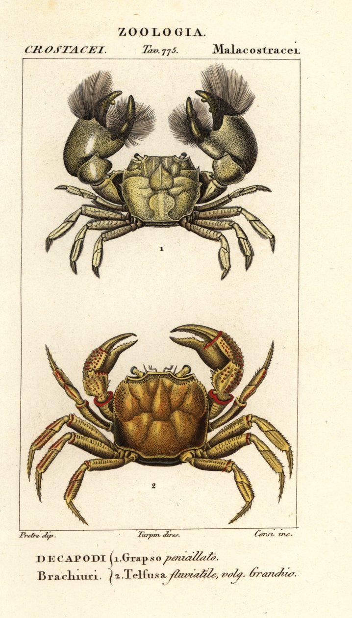 Hemigrapsus penicillatus et Potamon fluviatile