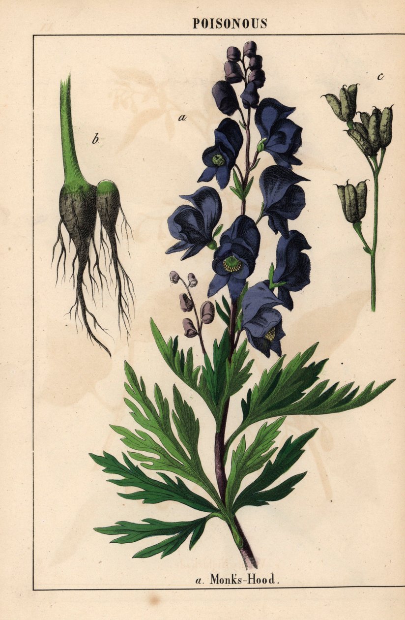 Aconit avec des fleurs bleues, de 'The Instructive Picturebook, or ...