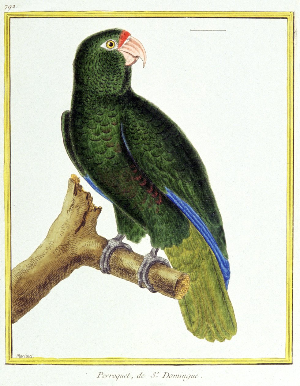 Science. Zoologie. Perroquet de Saint-Domingue. Gravure de François ...