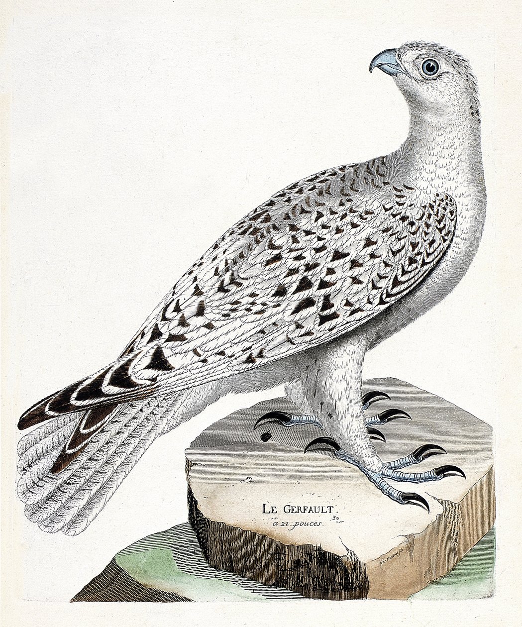 Carte zoologique (ornithologie) : faucon gerfaut (falco rusticolus ...