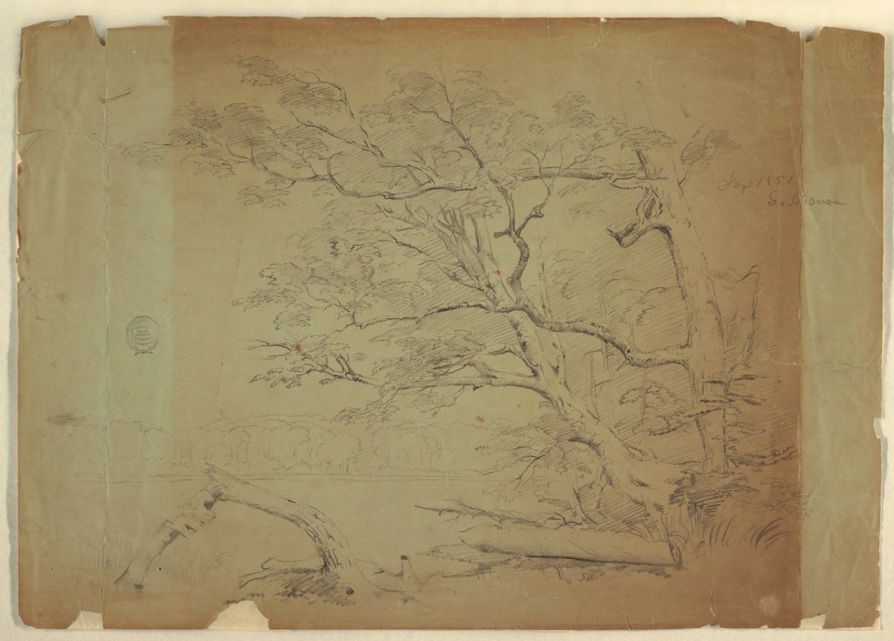 Paysage avec arbres et ruisseau [?], Île Grand Manan, Canada