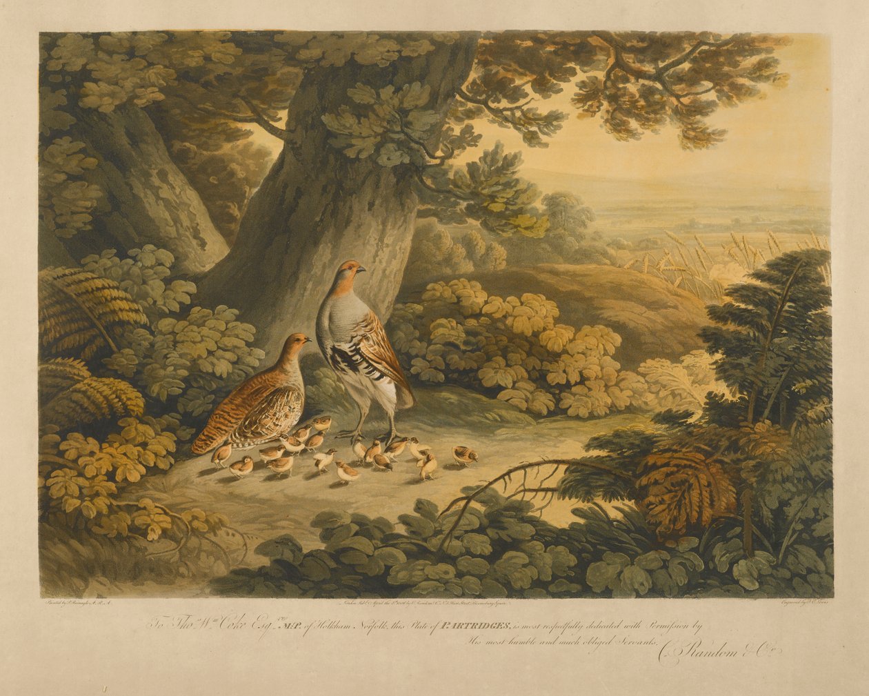 Perdrix | Frederick Christian Lewis | Estampe d'art