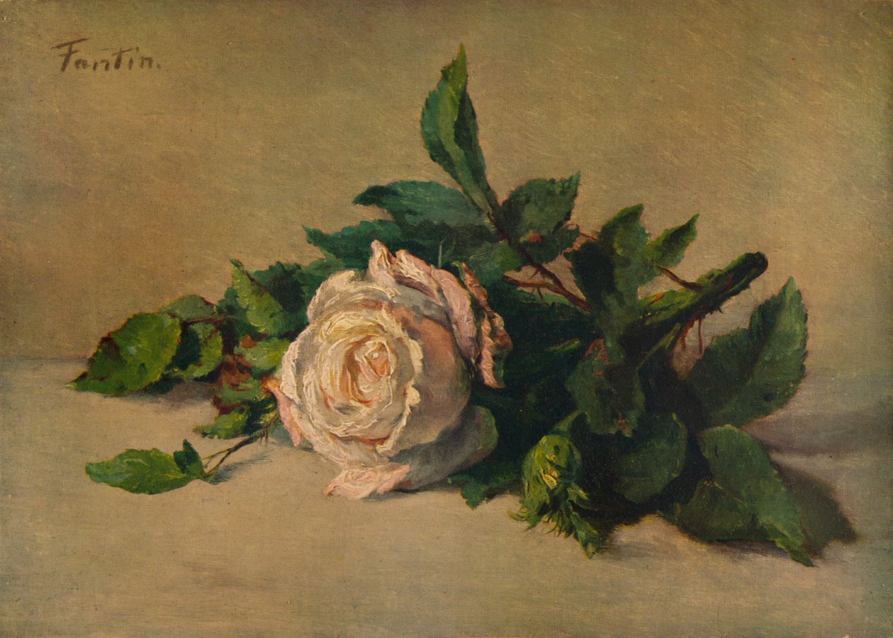 Rose Blanche Art