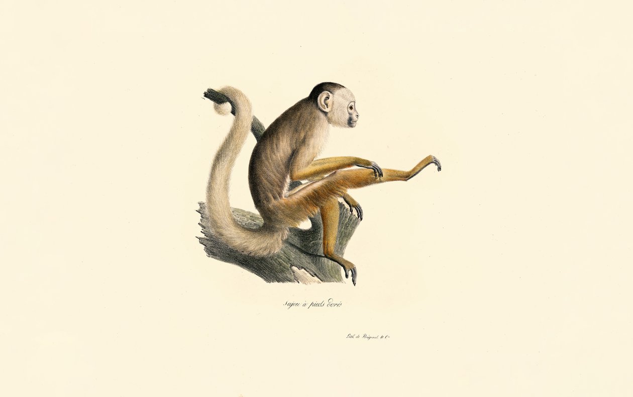 Singe écureuil commun | Jacques Christophe Werner