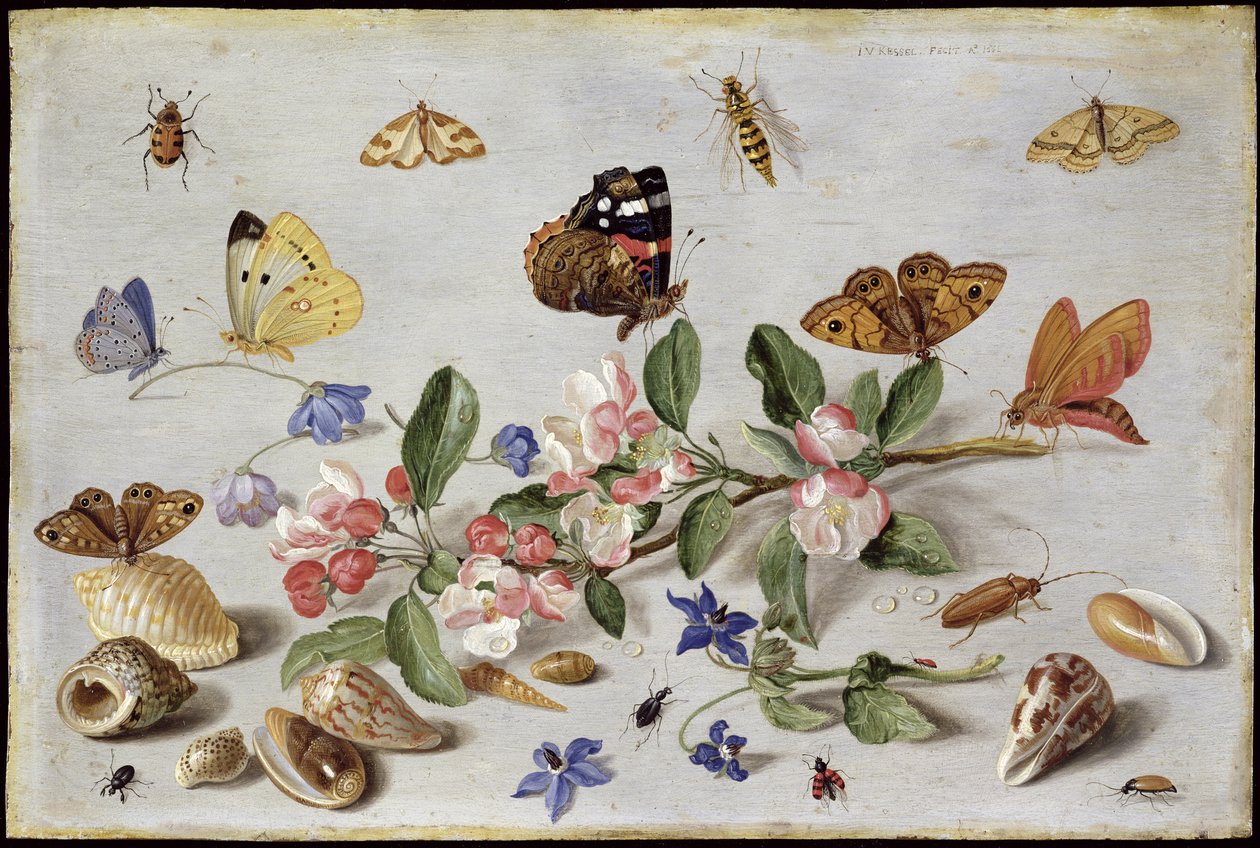 Insectes | Jan van Kessel the Elder | Estampe d'art