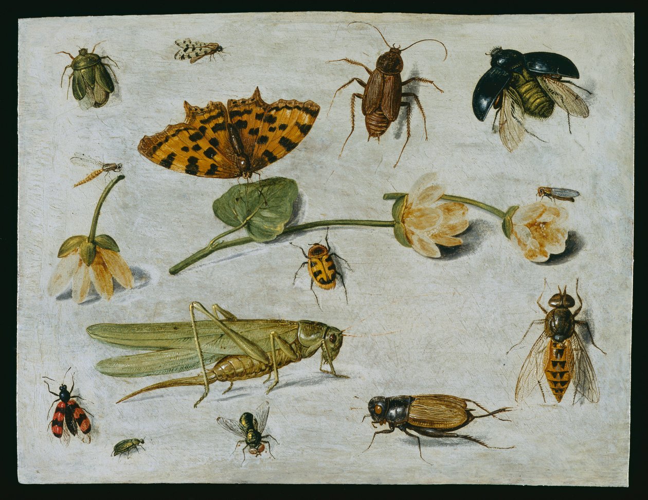 Insectes | Jan van Kessel the Elder | Estampe d'art