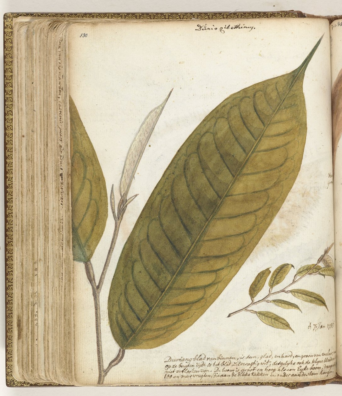 Feuille de durian | Jan Brandes | Estampe d'art
