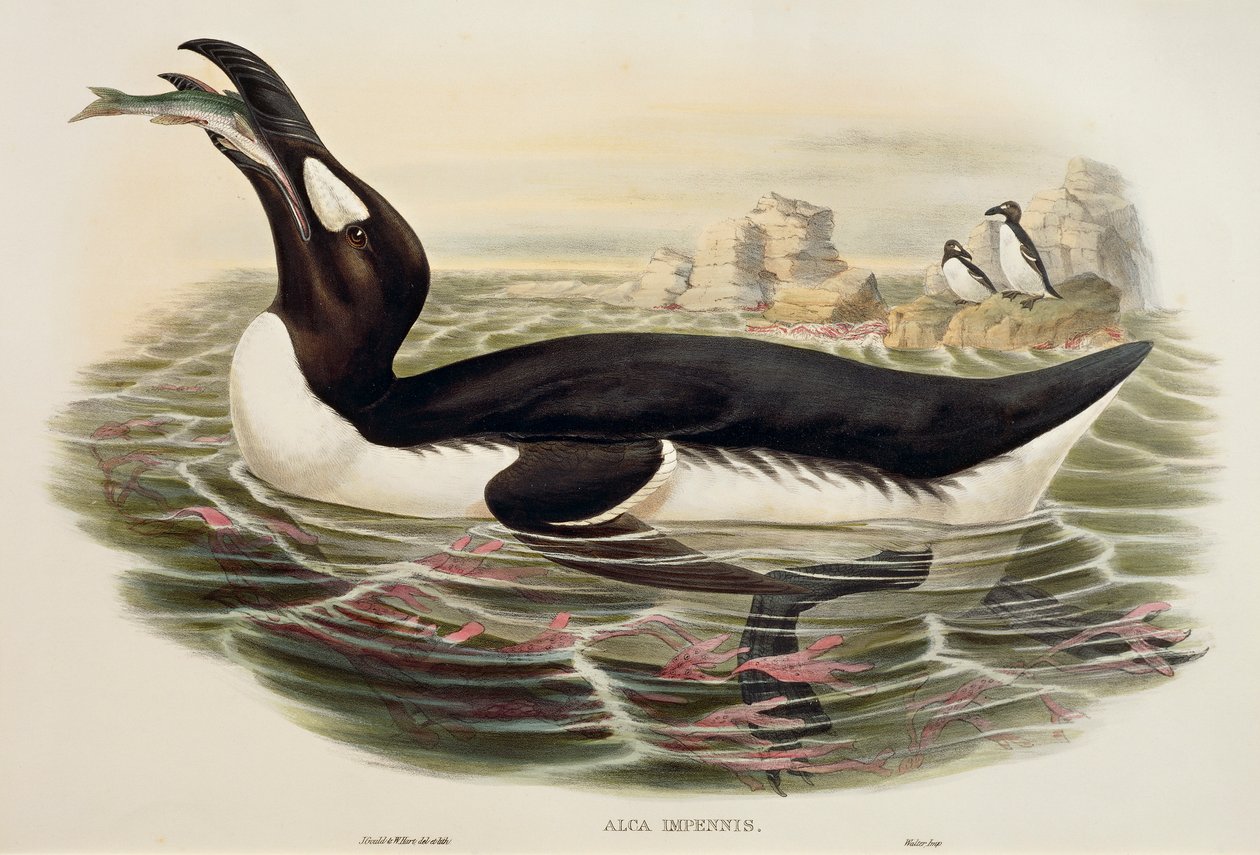 Grand pingouin Pinguinus impennis, gravure | John Gould