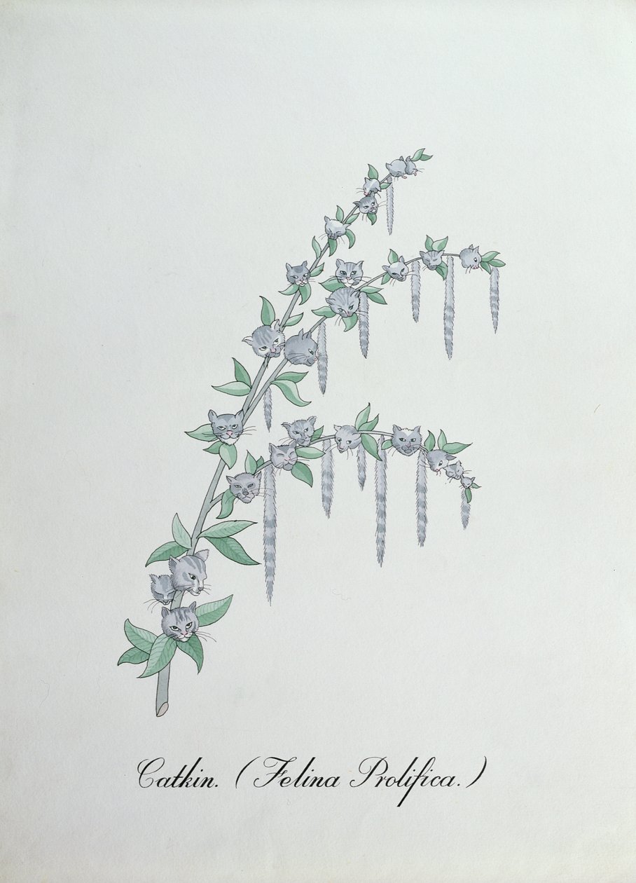 Catkin (Felina Prolifica.), illustration de 'The Bogus Book of Botany ...