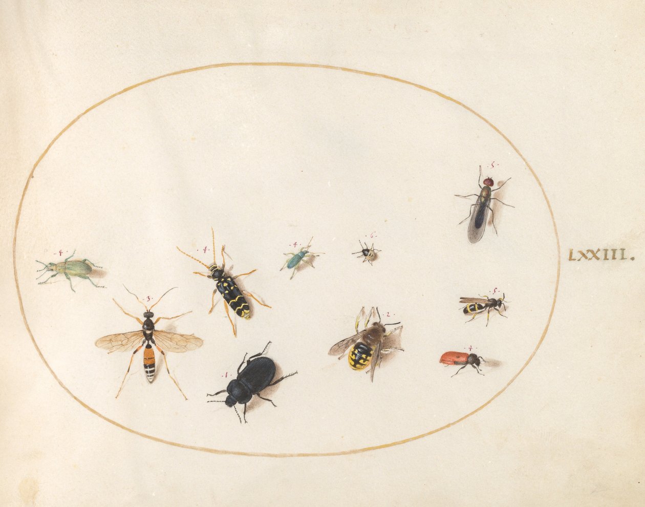 Planche 73 : Dix insectes | Joris Hoefnagel | Estampe d'art