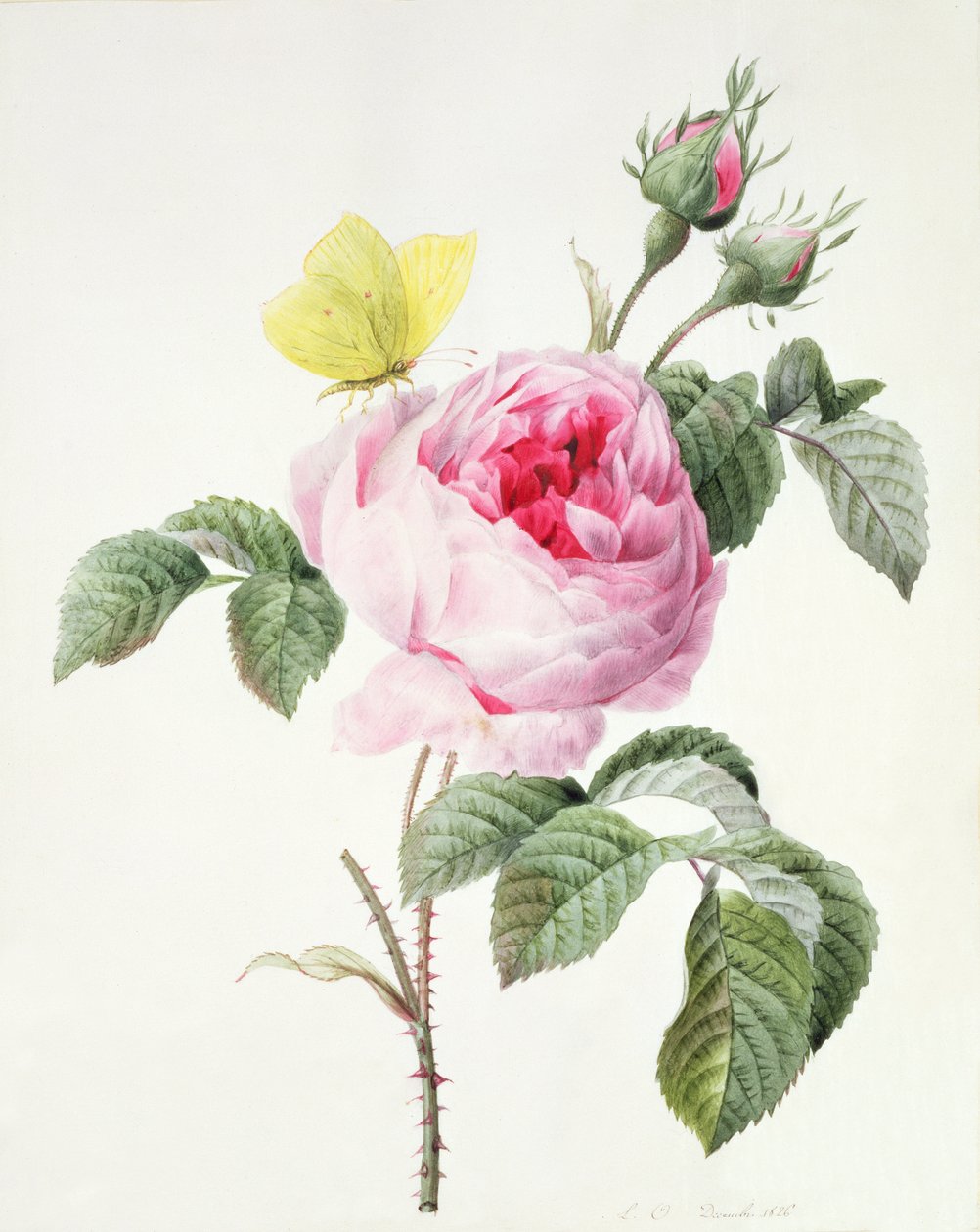 PD.107-1973.f11 Rose rose avec bourgeons et papillon citron, 1826