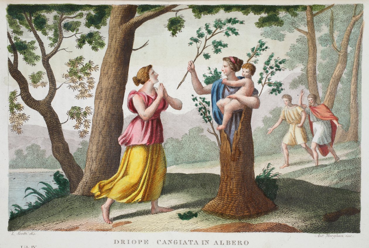 Dryope en arbre ou Driope changée en arbre, Livre IX, illustration des ...