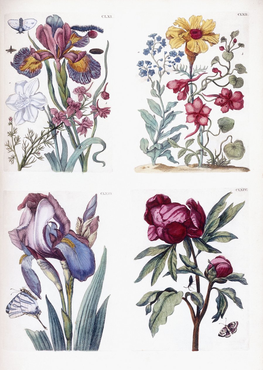 Divers insectes et fleurs européens | Estampe d'art
