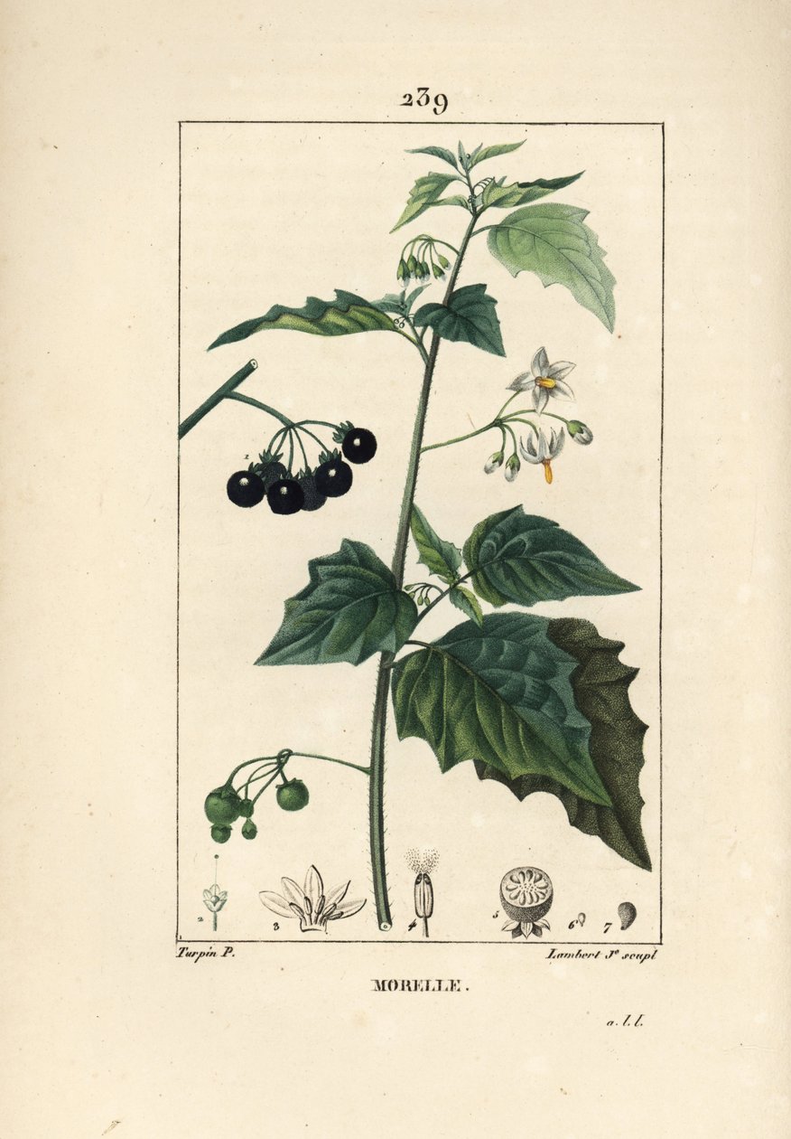 Morelle noire | Pierre Jean Francois Turpin | Estampe d'art