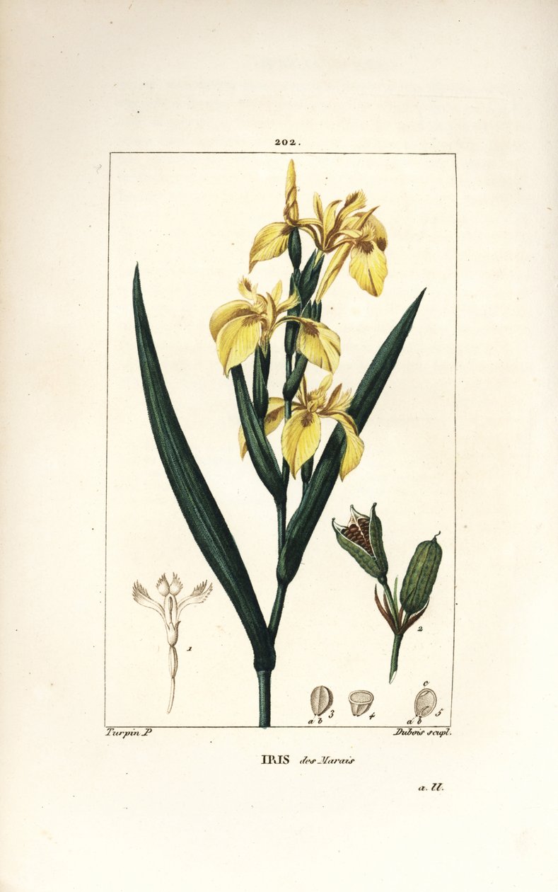 Iris des marais ou Iris jaune | Pierre Jean Francois Turpin
