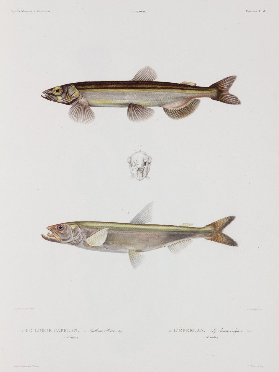 Capelan et éperlan, Islande, début du 19e siècle