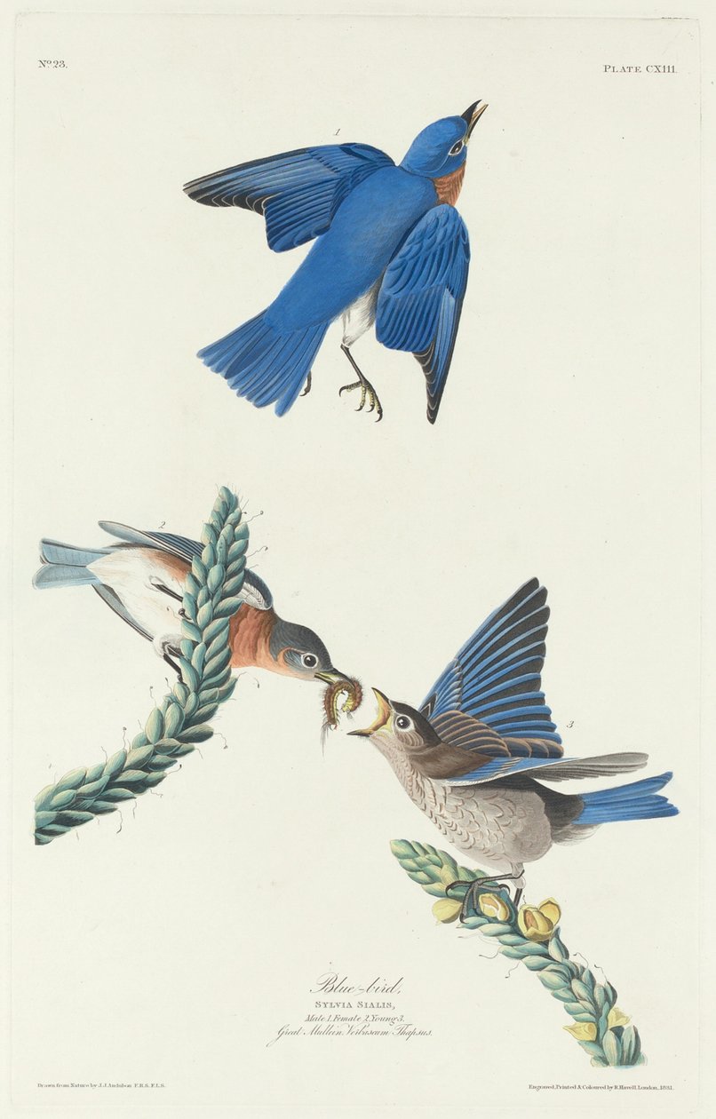 Oiseau bleu | Robert Havell | Estampe d'art
