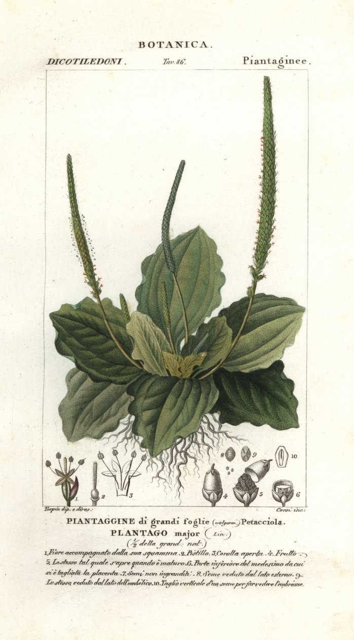 Grand plantain, Plantago major | Stanghi Stanghi
