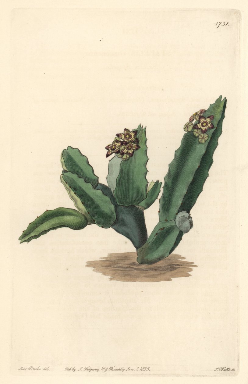 Cactus Caralluma, originaire de Sicile - Gravure de S. Watts d'après ...