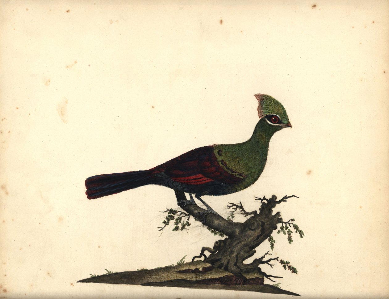 Touraco vert, Tauraco persa. Gravure à la main d'une illustration de ...