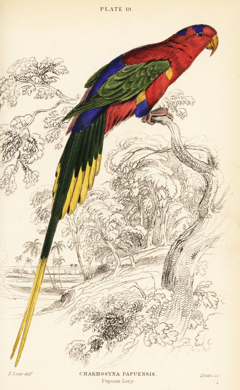 Loriquet papou, Loriquet de Stella ou Loriquet du Mont-Goliath, Charmosyna papou