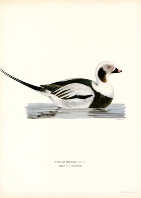 Oldsquaw Duck (lithographie couleur) | Estampe d'art
