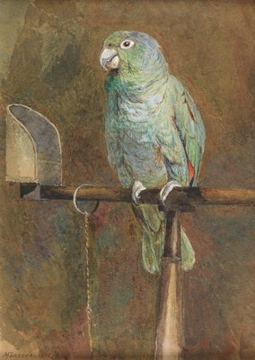Polly le perroquet | Mary Forster | Estampe d'art