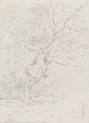 Arbres, près de Lausanne | Estampe d'art