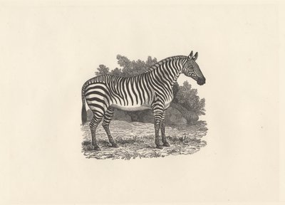 Zebra | Thomas Bewick | Estampe d'art