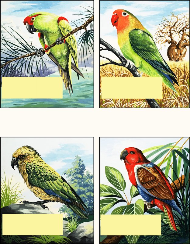 Types De Perroquets Verts