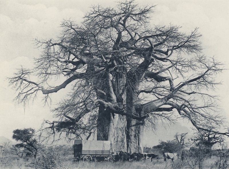 Un baobab | South African Photographer | Estampe d'art